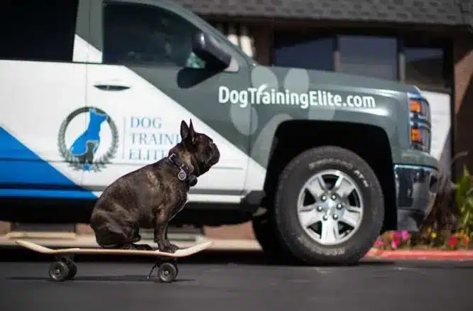 The Rise of Dog Training Elite Franchise and its Impact on the Booming ...